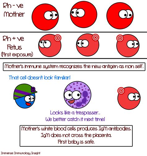 Immense Immunology Insight Rh Incompatibility