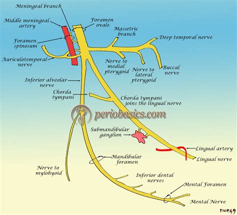 Mandibular Nerve Block Diagram