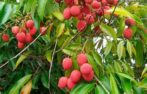 Фрукт личи Полезные свойства и противопоказания Как едят личи Фото