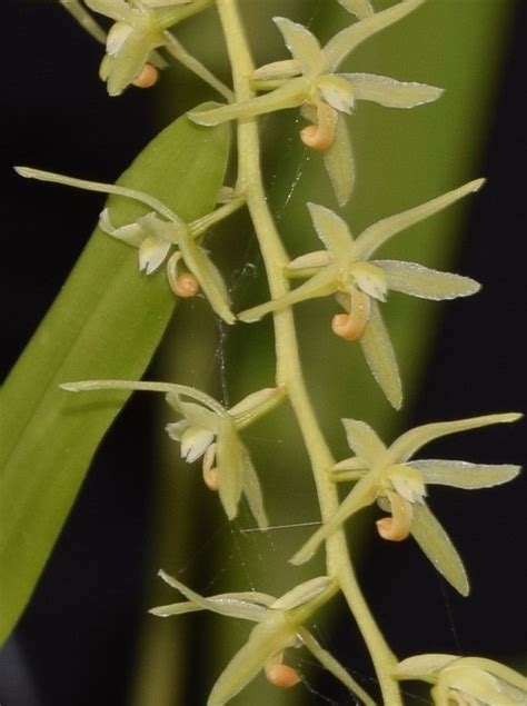 Orchids Orchid Botanics 2 3