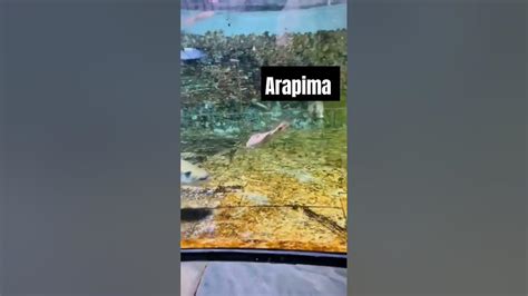 Arapima Fish Live Feeding Shortvideo Youtube