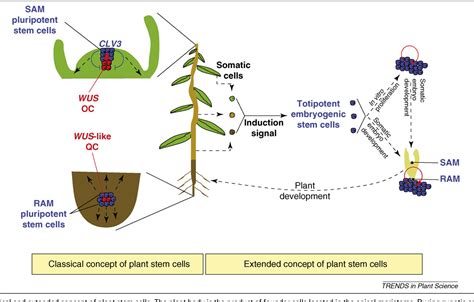 Figure 1 From Pluripotent Versus Totipotent Plant Stem Cells Dependence Versus Autonomy