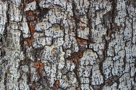 Premium Photo Tree Bark Texture For Natural Background