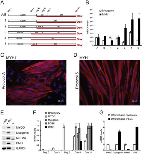 Optimization Of The Differentiation Protocol A Diagrams Of The Download Scientific Diagram