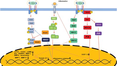 Tgf B Signals Through Smad Dependent And Smad Independent Pathways Download Scientific Diagram