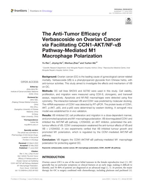 Pdf The Anti Tumor Efficacy Of Verbascoside On Ovarian Cancer Via