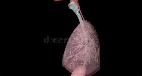 The Upper Respiratory Tract Includes The Nose Or Nostrils Nasal Stock