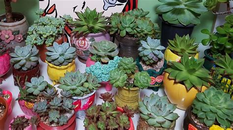 💖아파트 다육이 💖여름에도 꽃같이 예쁜 다육이들 다육이 특징 이름 사이트 구매 꿀팁 Youtube