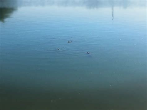 Grass Carp — American Carp Society