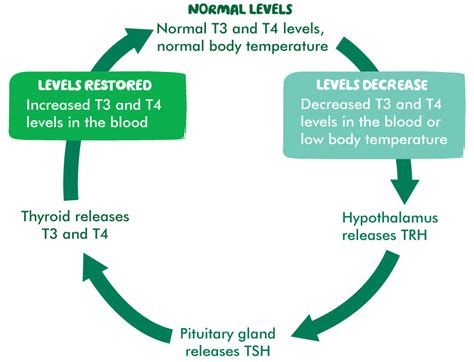 The Thyroid Gland Understanding Macmillan Cancer Support