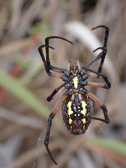 Araneidae Black And Yellow Argiope Argiope Aurantia Bugguide Net