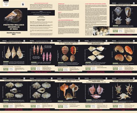 Pdf Traffic Wwf Protected Molluscs Identification Guide 2021