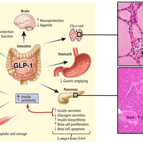 Actions Of Glp 1 In Peripheral Tissues Most Of The Effects Of Glp 1 Download Scientific