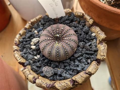 Frailea Castanea 10 Count Seeds Trex Plants