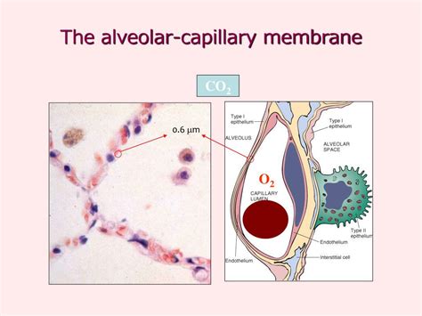 Ppt De Pathologie Achter De Ct Powerpoint Presentation Free Download