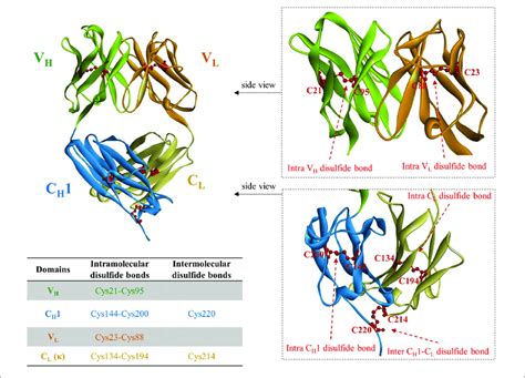 A Crystal Structure Of Fragment Antigen Binding Fab Region Of Download Scientific Diagram