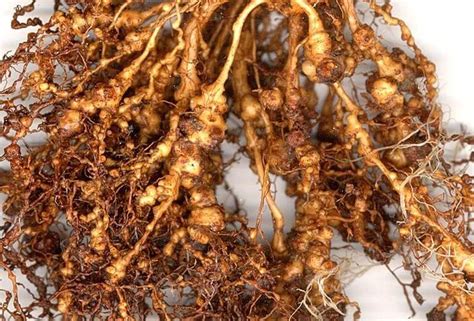 Root Knot Nematodes Impact Detection And Sustainable Control Methods