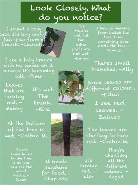 Our Class Tree Grade 1 With Mrs Dale