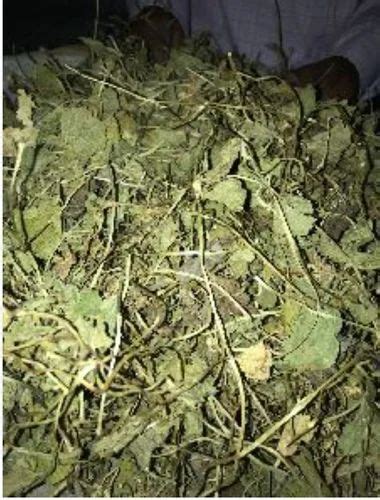 Brahmi Centella Asiatica At ₹ 50kg Centella Asiatica In Gwalior Id