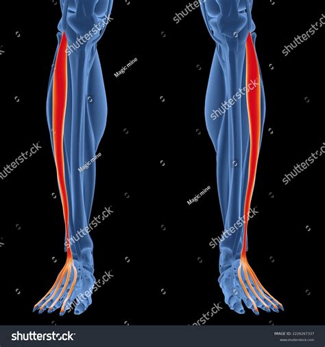 Human Muscular System Leg Muscles Extensor Stock Illustration 2226267337 Shutterstock