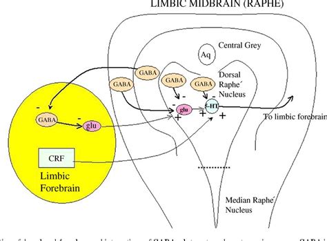 Figure 2 From A Review Of Systems And Networks Of The Limbic Forebrain