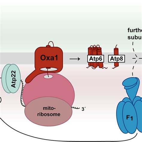Model Of Feedback Loop Regulation Of Atp Atp Synthesis Yeast Smt Download Scientific