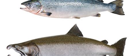 Difference Between Sockeye Salmon And King Salmon At Haydee Johnson Blog