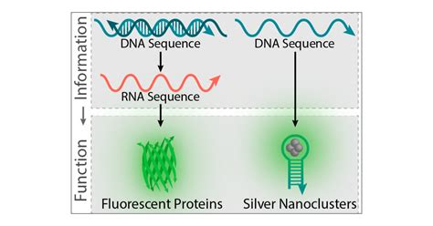 Dna Templated Synthesis Of Fluorescent Silver Nanoclusters Journal Of Chemical Education