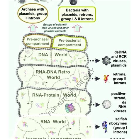 Fig N 8 Evolution Of The Virus World Origin Of The Main Lineages From