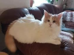 Tuxedo Vs Turkish Van Breed Comparison Mycatbreeds