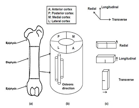 A Schematic Illustration Of Bovine Femur B Cortex Positions In Download Scientific Diagram
