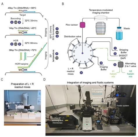 Dna Barcodes Enable High Throughput Rna And Protein Detection In Deep