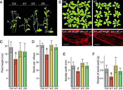 Growth Phenotypes Of The Arabidopsis Double Knockout Plants In Which Download Scientific