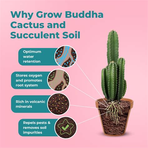 Cacti And Succulent Potting Soil 2 Litres Grow Buddha