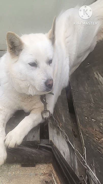 부모님 사랑합니다못난 자식 용서하소서모란 Youtube