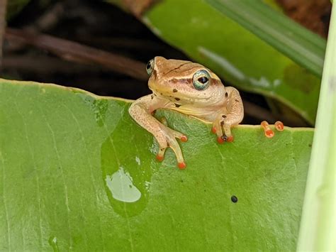 Biodiversity The Challenges Of Quantifying Biodiversity Data When Regrowing Rainforests Oko
