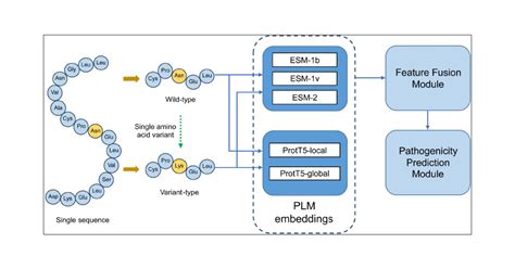 Transefvp A Two Stage Approach For The Prediction Of Human Pathogenic Variants Based On Protein