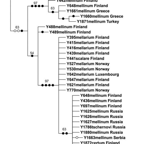 Strict Consensus Tree Resulting From Parsimony Analysis Of Mtdna Coi