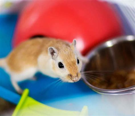 Gerbils Archives Squeaks And Nibbles