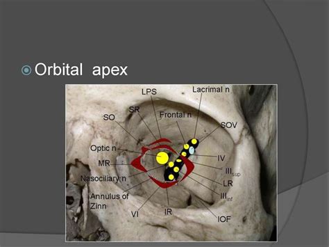 Difference Between Radiographic Apex And Anatomical Apex At Nicholas Packard Blog
