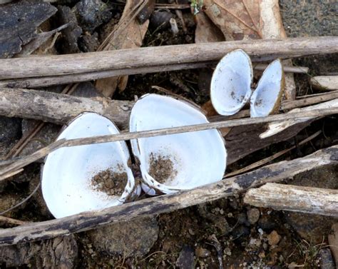 Bivalve Shells Tinycampers Blog