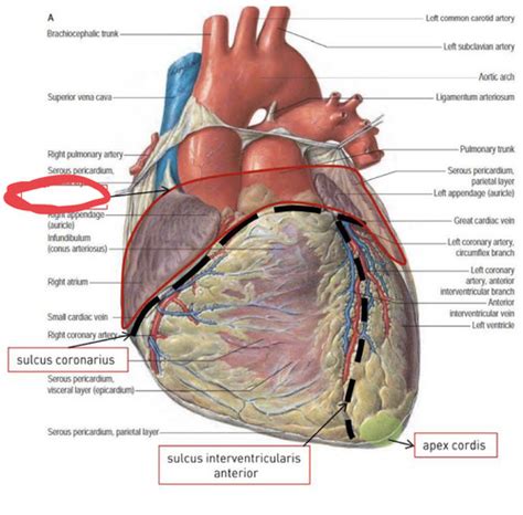 Mellkas Szív Flashcards Quizlet