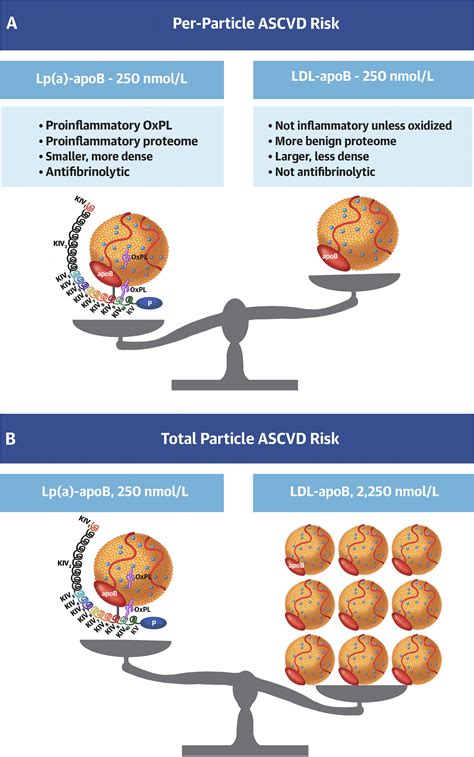 Particle Number And Characteristics Of Lipoproteina Ldl And Apob