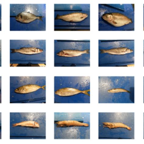 A Large Scale Fish Dataset Kaggle