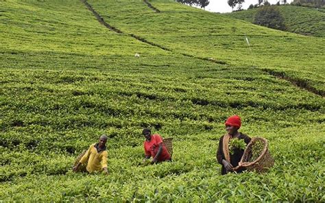 Buhweju Tea Farmers Demand Ugx 3b From Igara Tea Factory