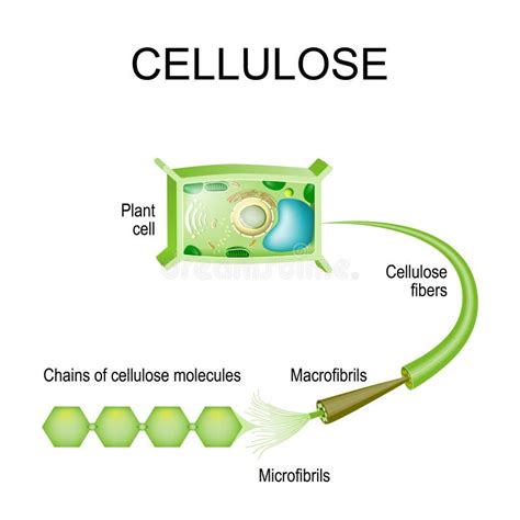 Cellulose Plant Cell