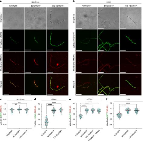 s coelicolor with functional cissc show increased cell death upon