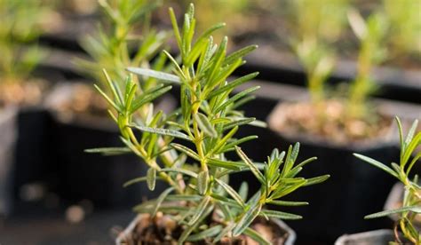 Mosquito Repellent Plants In India Greenstories
