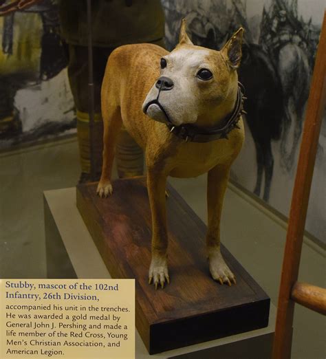 Sergeant Stubby Washington Dc Atlas Obscura