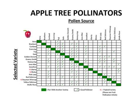 Granny Smith Apple Tree Pollination Chart At Franklyn Mccord Blog